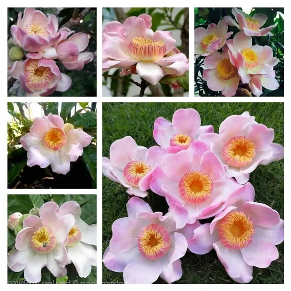 บัวสวรรค์ โดยสวนพิจิตรา พันธุ์ไม้ (ปราจีนบุรี) อ.เมืองปราจีนบุรี จ.ปราจีนบุรี รหัสสินค้า 370485